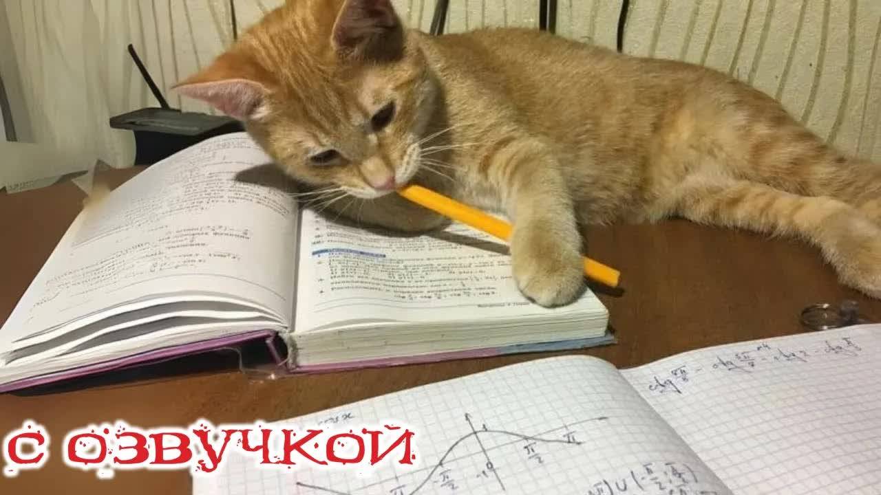 Приколы с котами! С ОЗВУЧКОЙ!Смешные видео про животных!Смешные