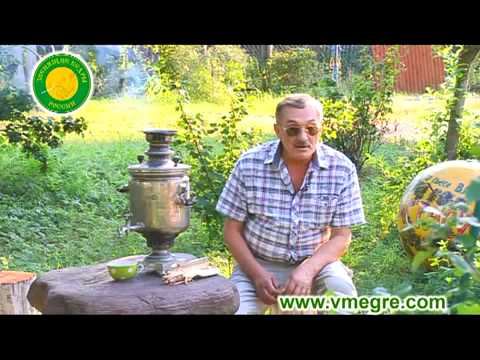 Vladimir Megre about cedar and taiga