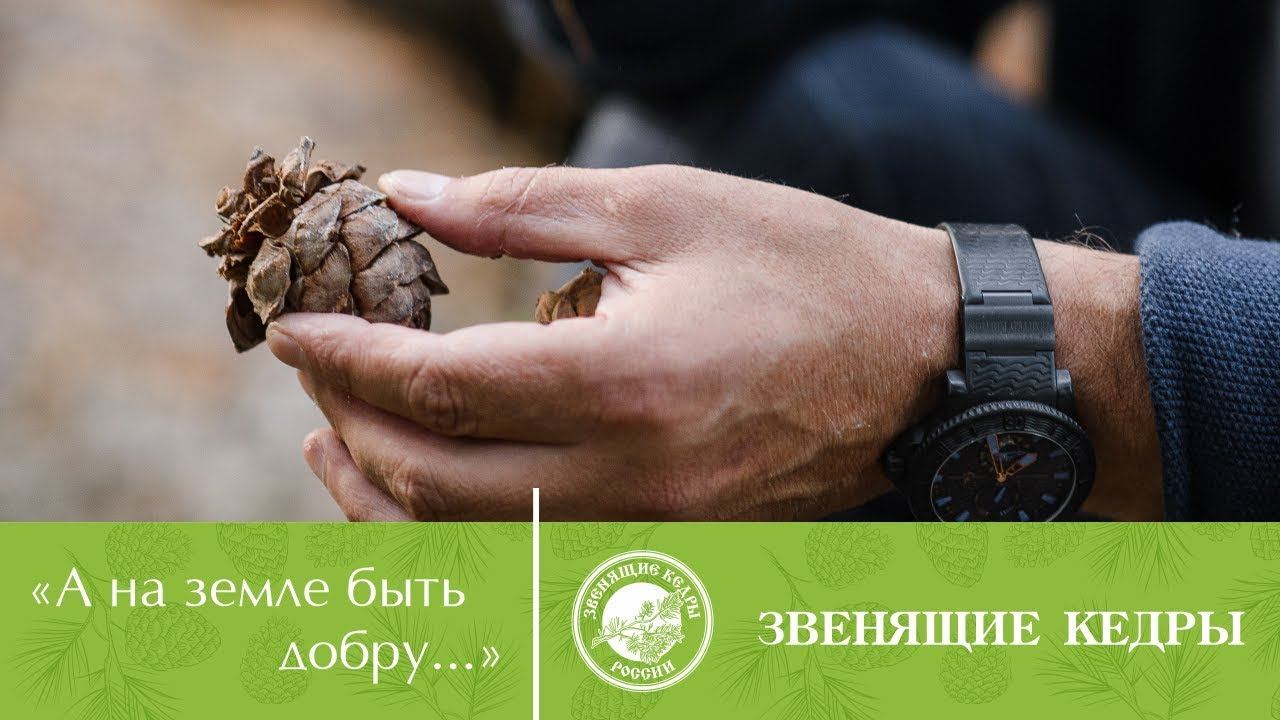 Родовое дерево. Посадка кедра