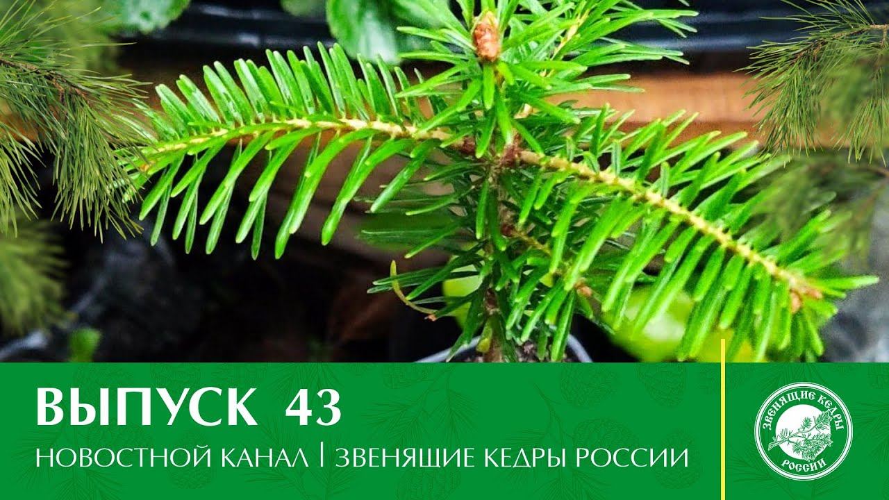 Новостной канал "Звенящие Кедры России" | Выпуск 43 от 05.11.2020