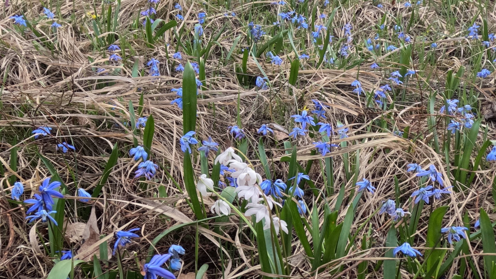 Первоцветы. Пленэр. Недокоп.