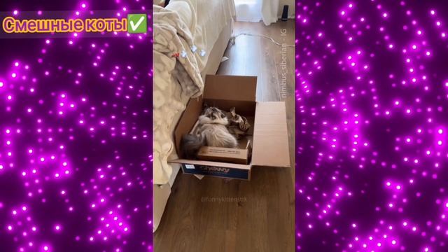 Смешные коты Подборка #49 / Забавные видео про домашних животных/ Смотреть приколы про котиков 2025