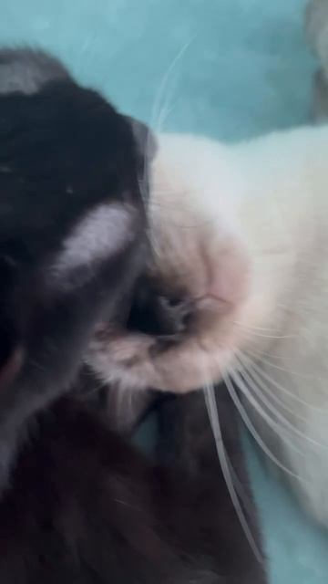 Помывочная 2.0