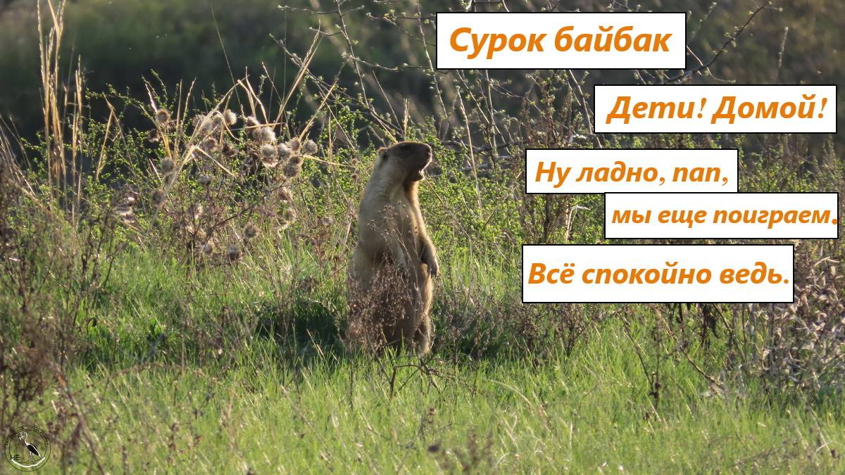 Сурки байбаки - милахи дети и родители. Как потолстели сурки с начала весны. 17.04.25