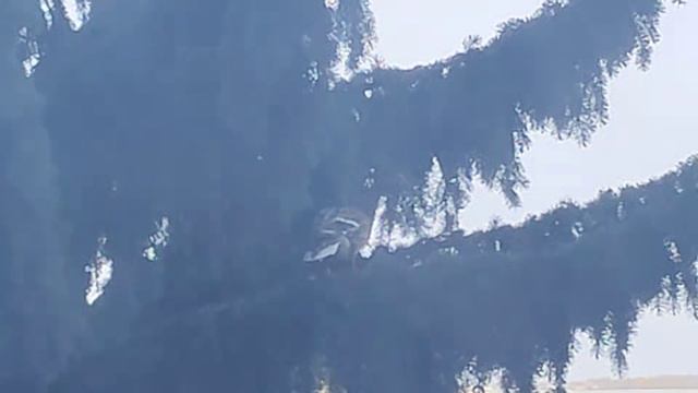 Утка на ёлке