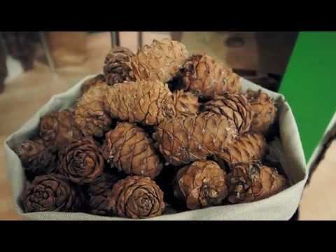 Звенящие Кедры на выставке WORLD FOOD 2019