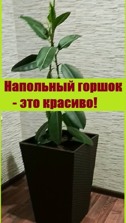 Новый напольный горшок большого объема для фикуса