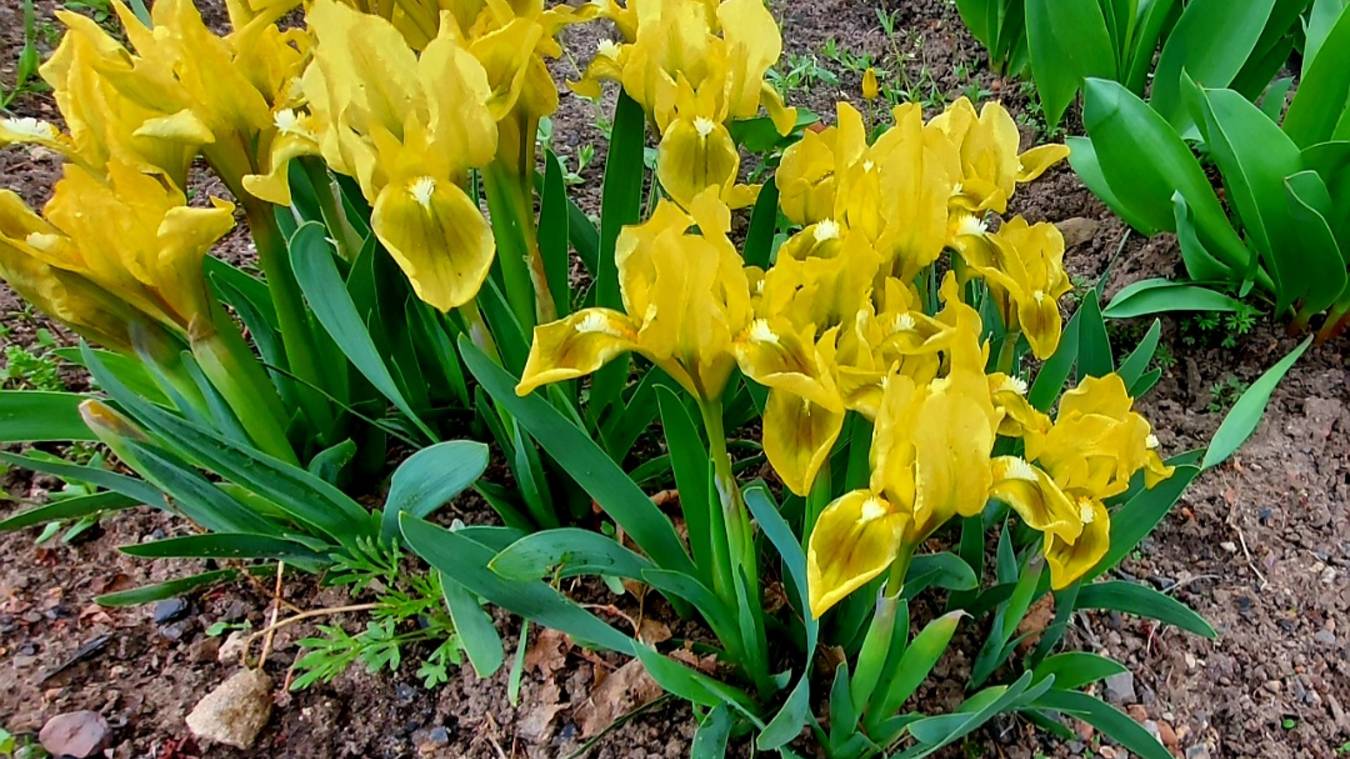 Весенние многолетники в моем саду.Фото и название.