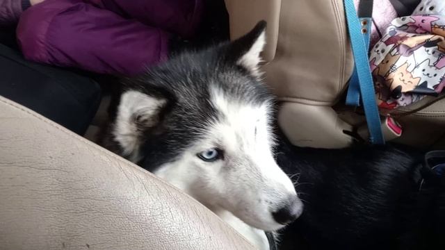 Два веселых гуся