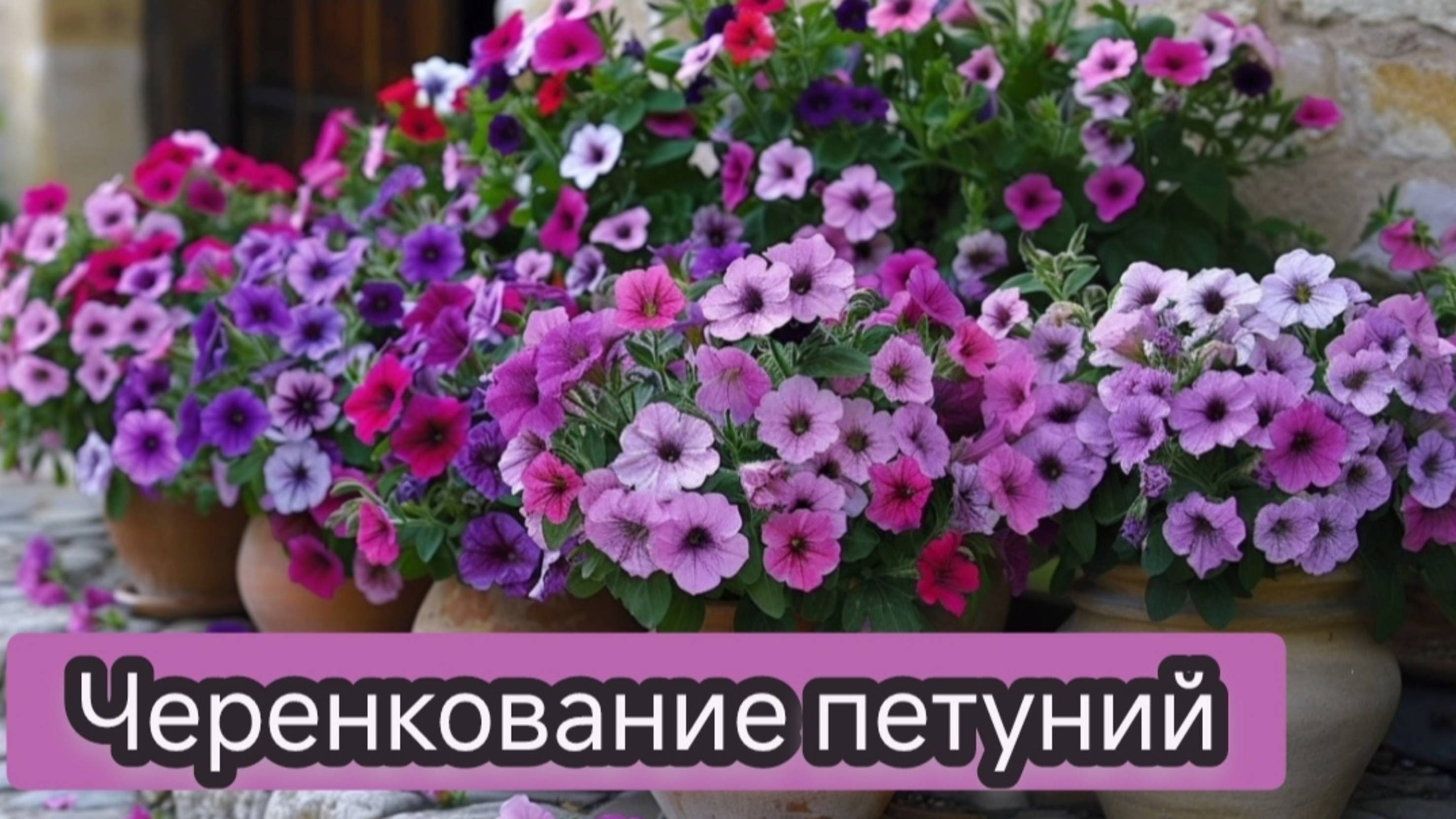 -Как пересадить черенки петуний