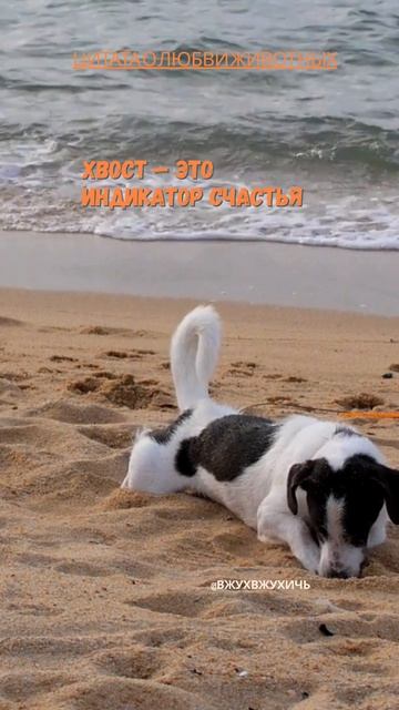 Индикатор#shorts