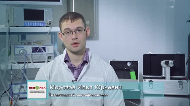 Синдром красных глаз у собак и кошек. Лечение красных глаз в ИВЦ МВА.