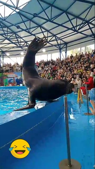 Морской котик дразнится