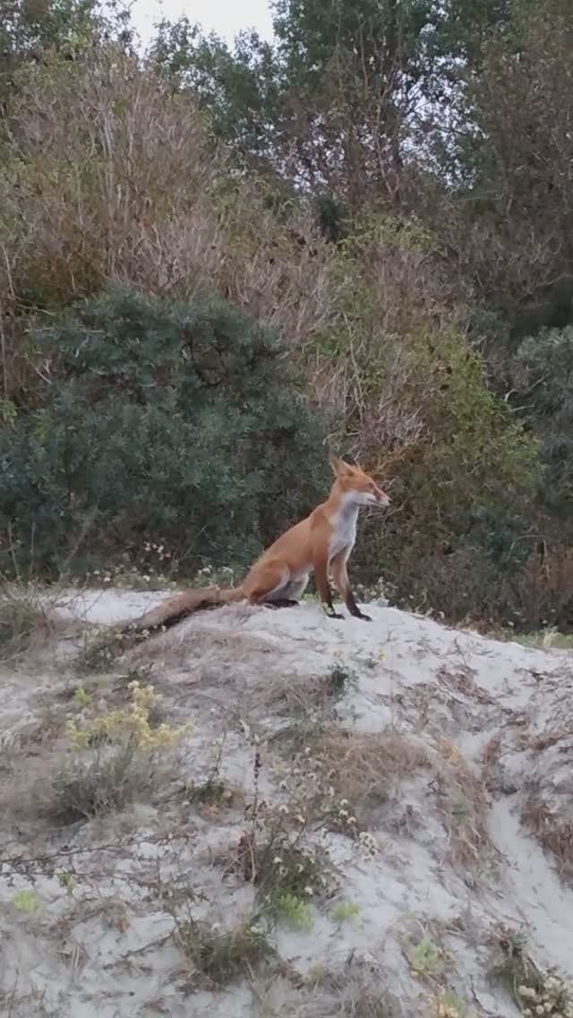 РЫЖАЯ БЕСТИЯ СЛЕДИТ ЗА ТОБОЙ!