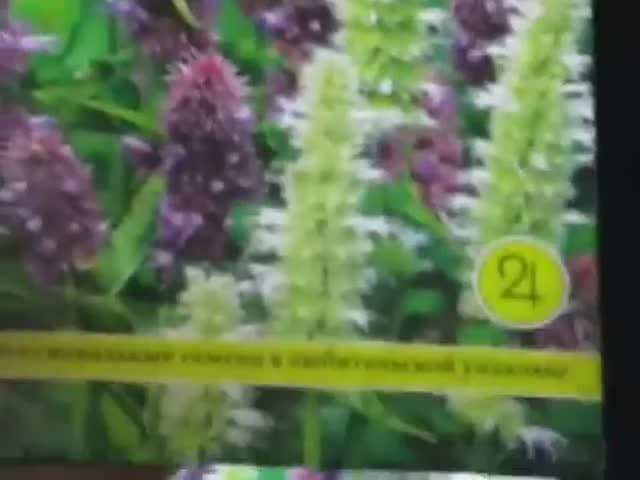 Лекарственные растения_10 лучших_Мята мексиканская. Лечебные свойства и посев на рассаду.