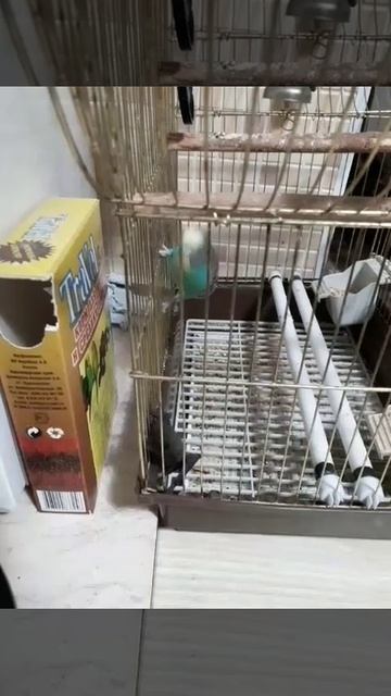 Попугай и летучая мышь