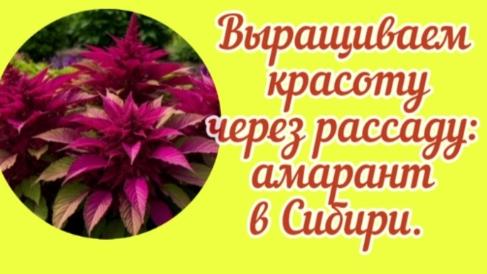 Посадка семян амаранта на рассаду.