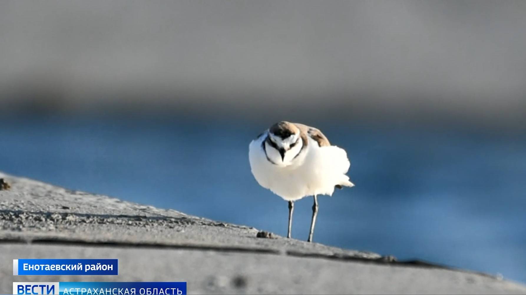Дикая природа под защитой трубопровода. Репортаж телеканала "РОССИЯ 1. Астрахань"