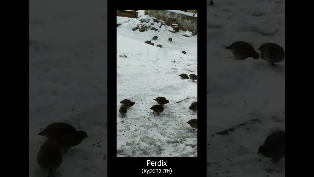 Куропатки во дворе  #birdwatching #birds #animallover