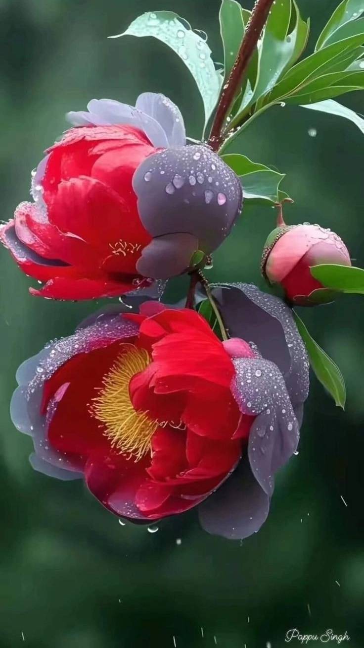 Горная река - весной.