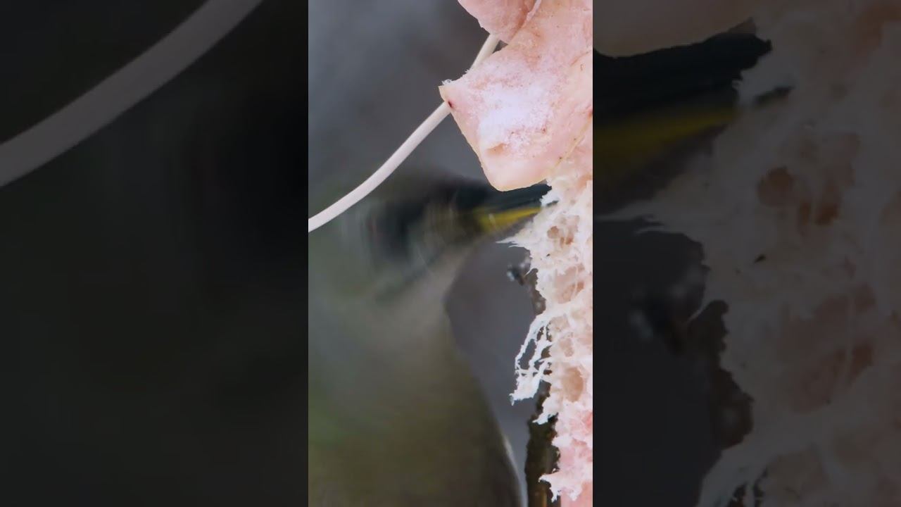 Сало для синиц зимой — 1 сезон 3 серия. Седой дятел ест сало для синиц