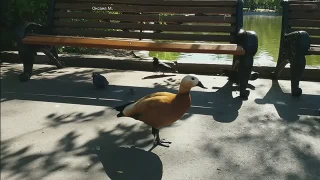 Прогулки по Москве. Май 2019 года. Часть 2.mp4