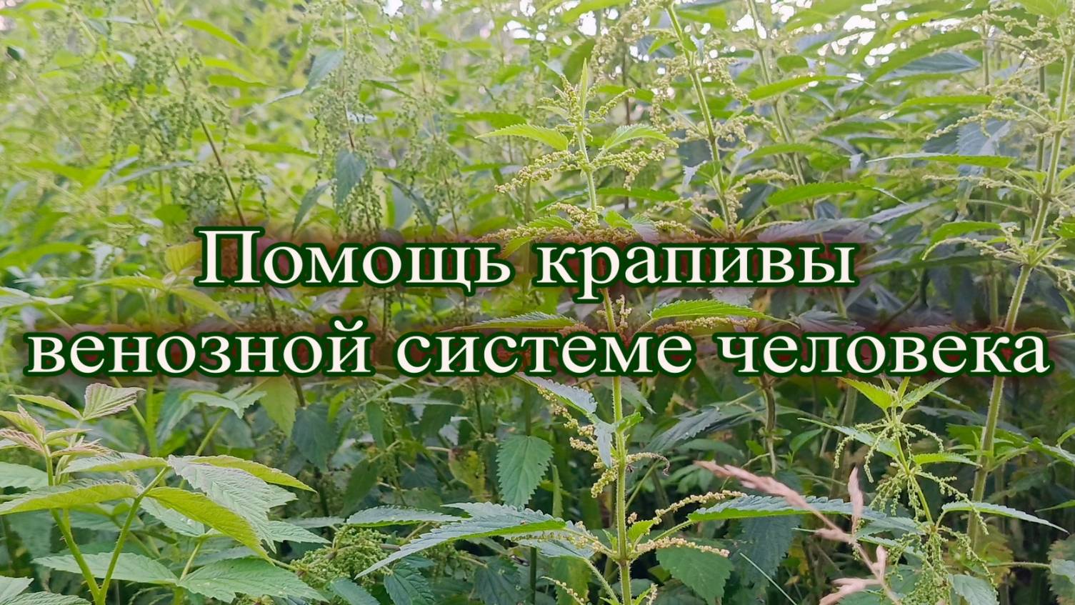 Помощь крапивы венозной системе