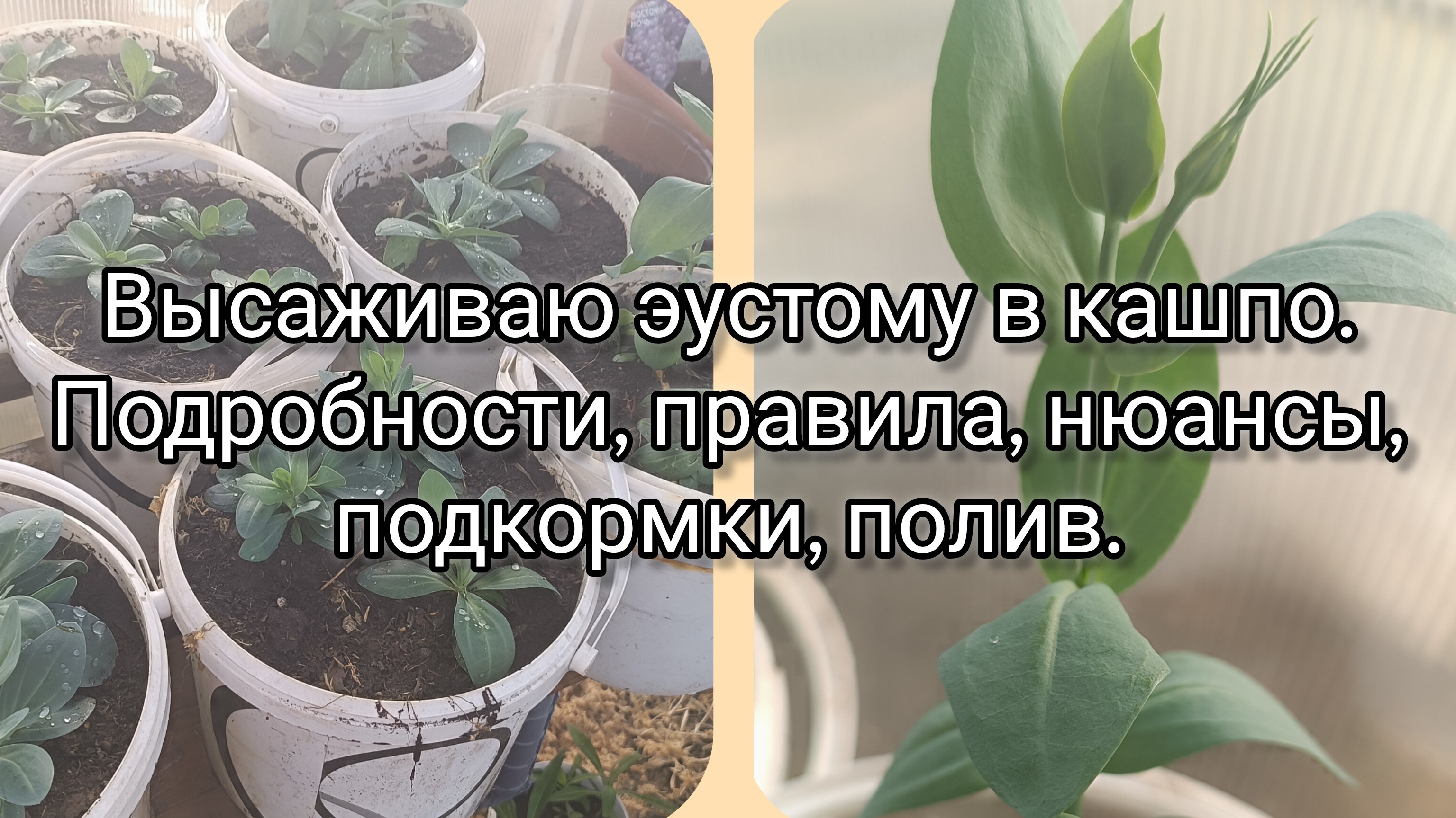 Высаживаю эустому в кашпо