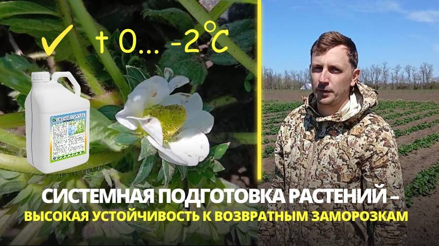 Системная подготовка растений для высокой устойчивости земляники возвратным заморозкам. Опыт фермера