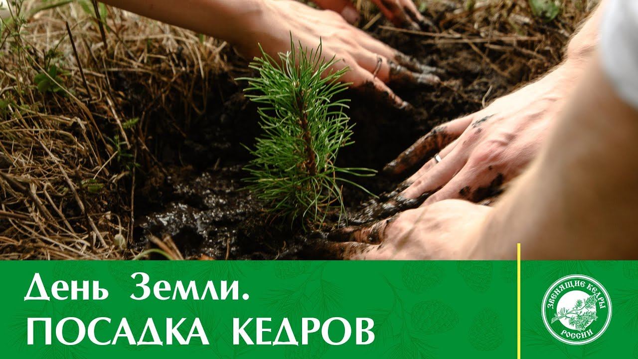 День Земли. Тема 1. Посадка кедров