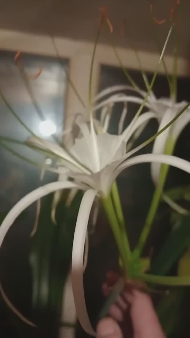 Лилия "белый пляжный паук".Чудо, как хороша.