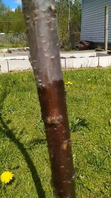 избавляемся от муравьев на дереве