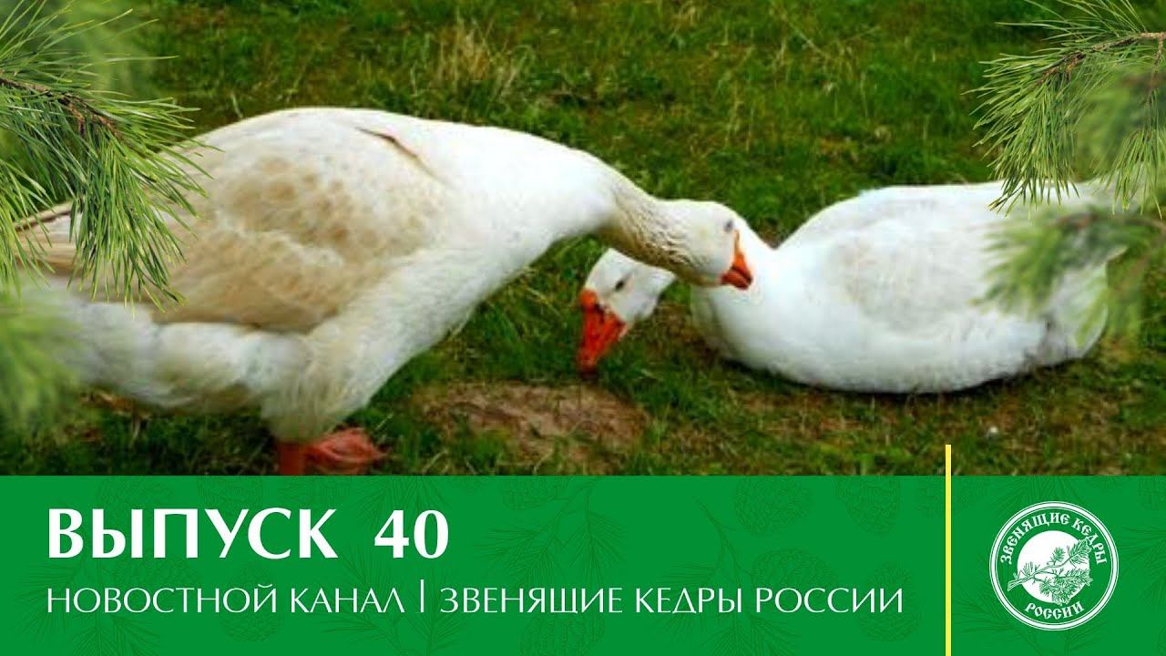 Новостной канал "Звенящие Кедры России" | Выпуск 40 от 12.10.2020