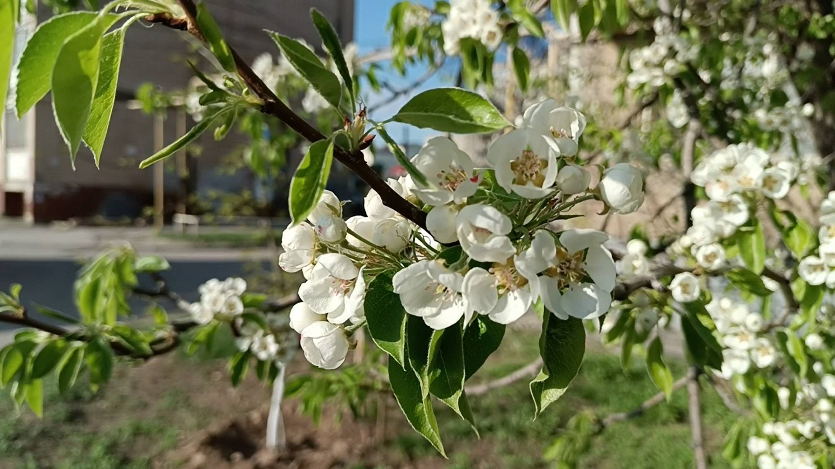 А вот и Груша цветет.