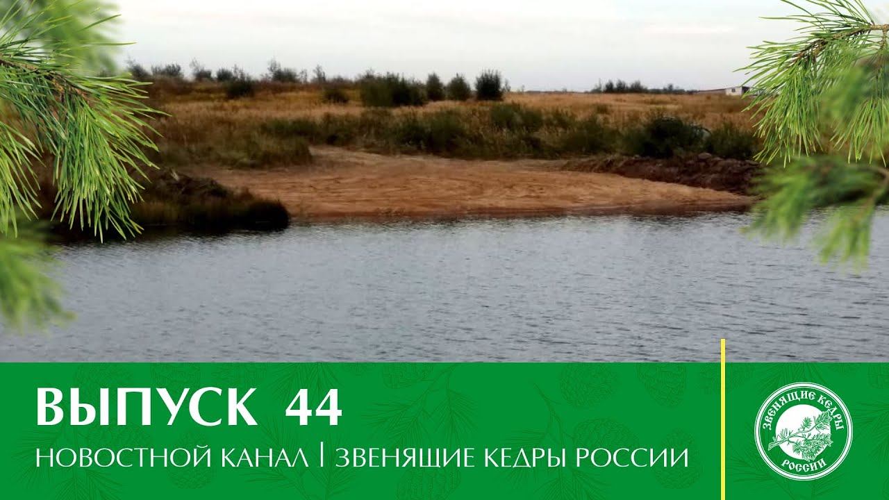 Новостной канал "Звенящие кедры России" | Выпуск 44 от 11.11.2020