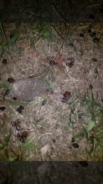 Ёжик в ночи