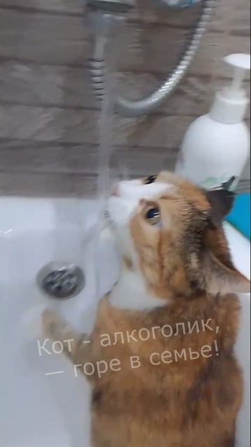 Кот алкоголик горе в семье