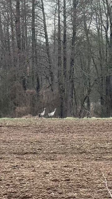 Стерхи на монастырском поле