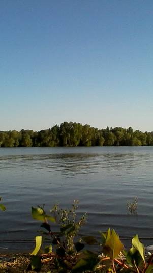 Гуси и УТКИ.