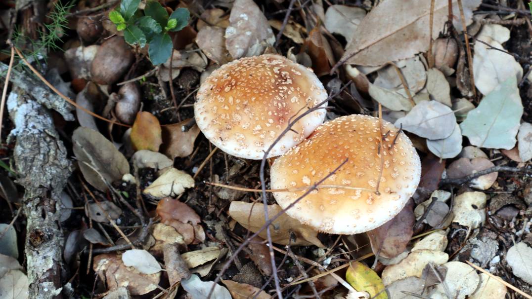 Тихая охота. Mushrooms picking. Португалия апрель 2025.