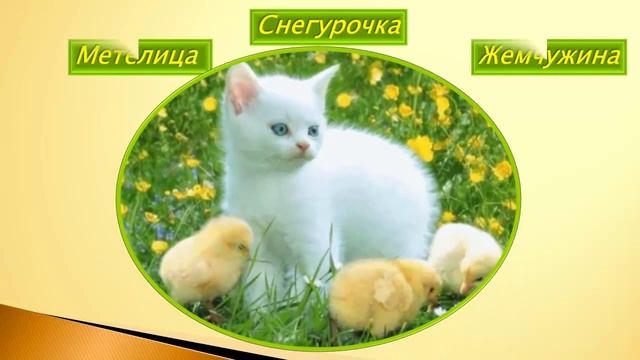 Необычные клички для котов