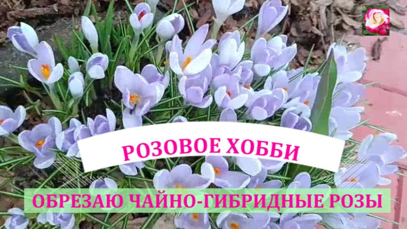 ВЕСЕННЯЯ ОБРЕЗКА ЧАЙНО-ГИБРИДНЫХ РОЗ