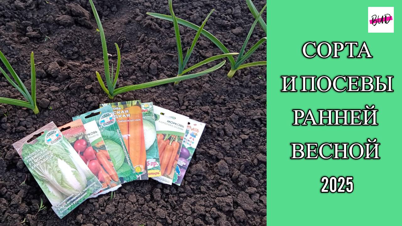 СОРТА И МОИ ПОСЕВЫ В АПРЕЛЕ 2025 ГОДА.