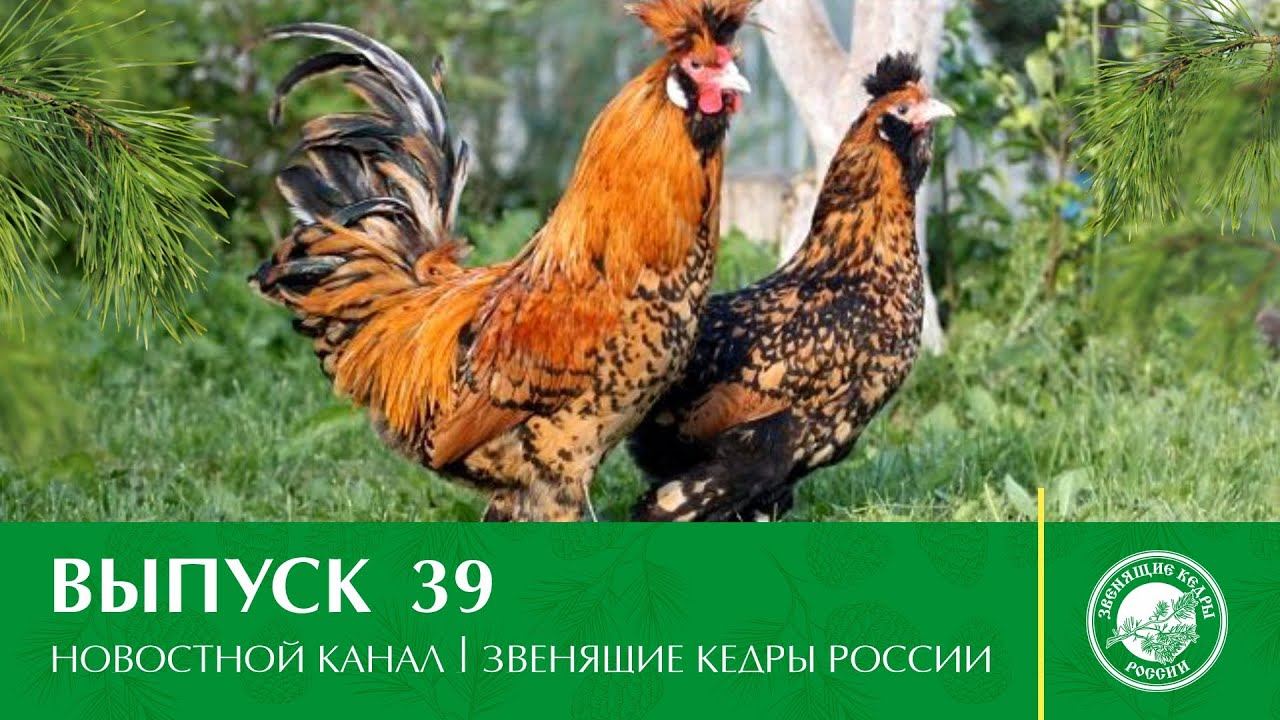 Новостной канал "Звенящие Кедры России" | Выпуск 39 от 08.10.2020