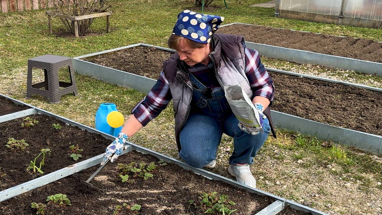 Очень важная подкормка клубники весной на весь сезон.