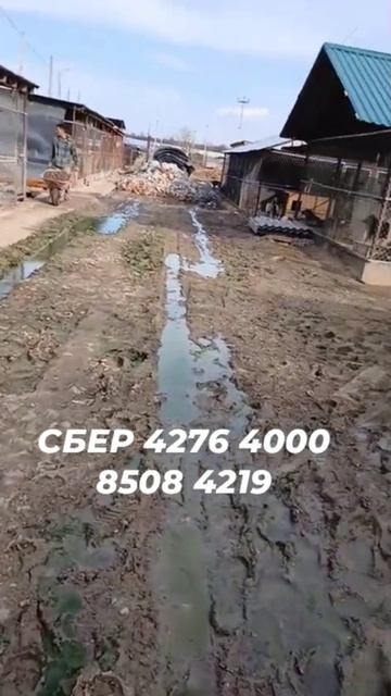 Без помощи приют погибнет!