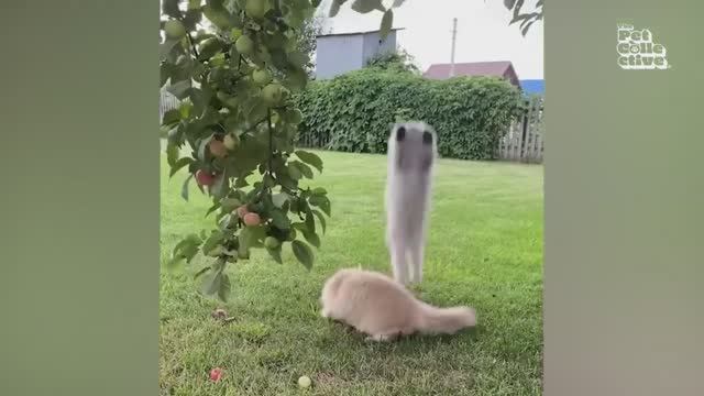 Эти КОШКИ такие ЗАБАВНЫЕ! 🤣 | Новые видео о кошках, апрель 2025