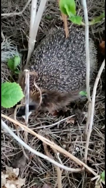 А к нам пришел ёжик)