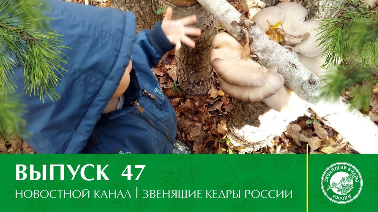 Новостной канал "Звенящие кедры России" | Выпуск 47 от 01.12.2020