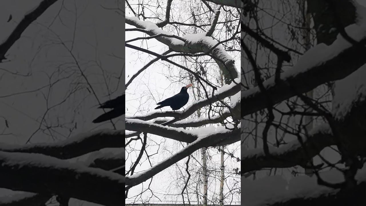 Грач с кусочком мяса  #грачи #птицы #бервочинг